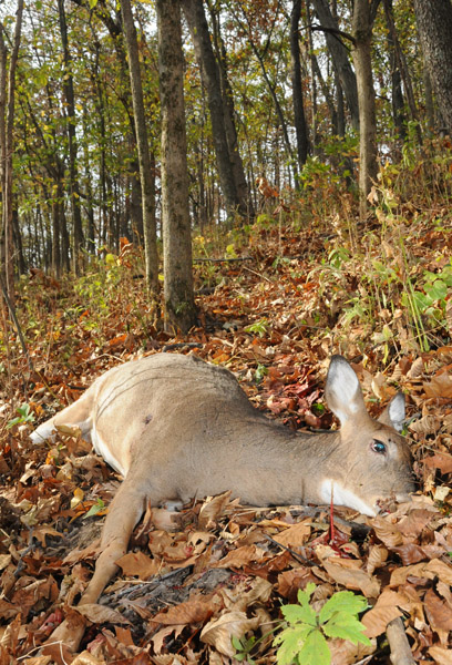 Researchers: Kill More Bucks to Control CWD
